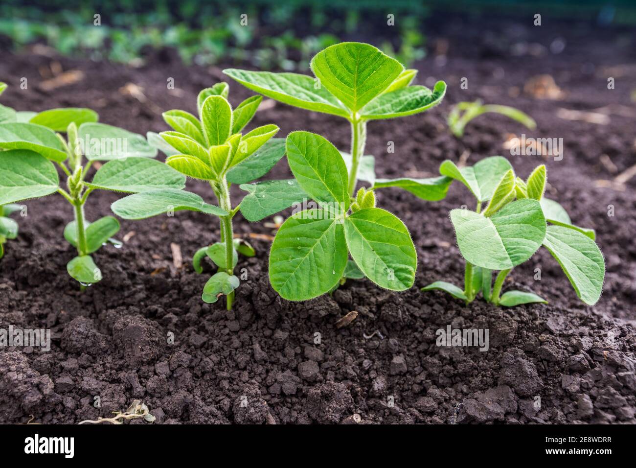 Fresh green soy plants on the field in spring. Rows of young soybean ...