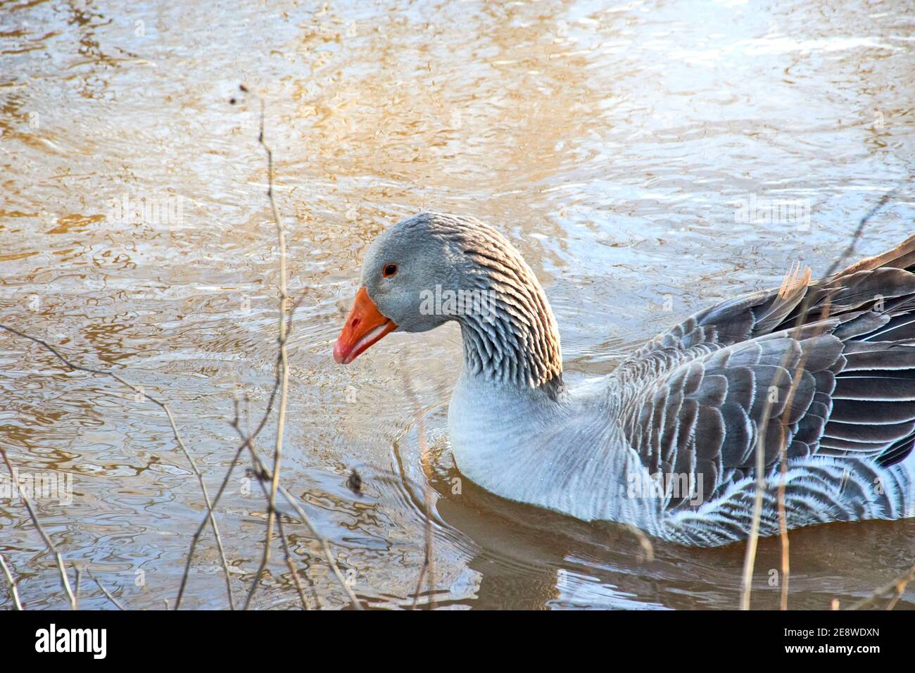 Back view white goose hi-res stock photography and images - Alamy