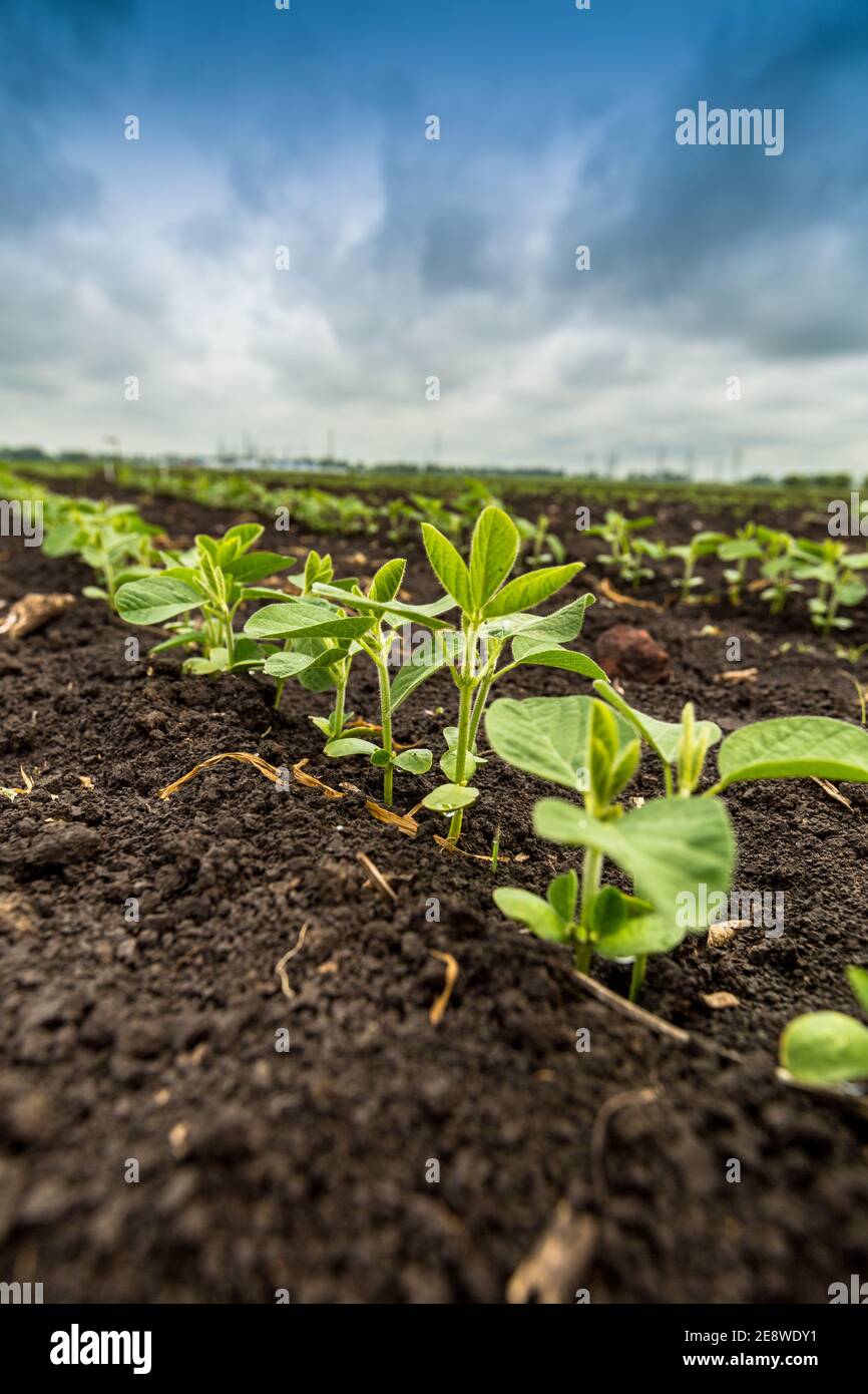 Fresh green soy plants on the field in spring. Rows of young soybean ...