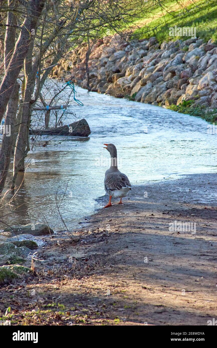 Back view of a goose hi-res stock photography and images - Alamy
