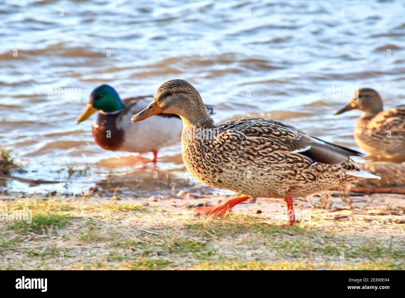 A couple mallard duck (Anas platyrhynchos) from a birds eye view. Close ...