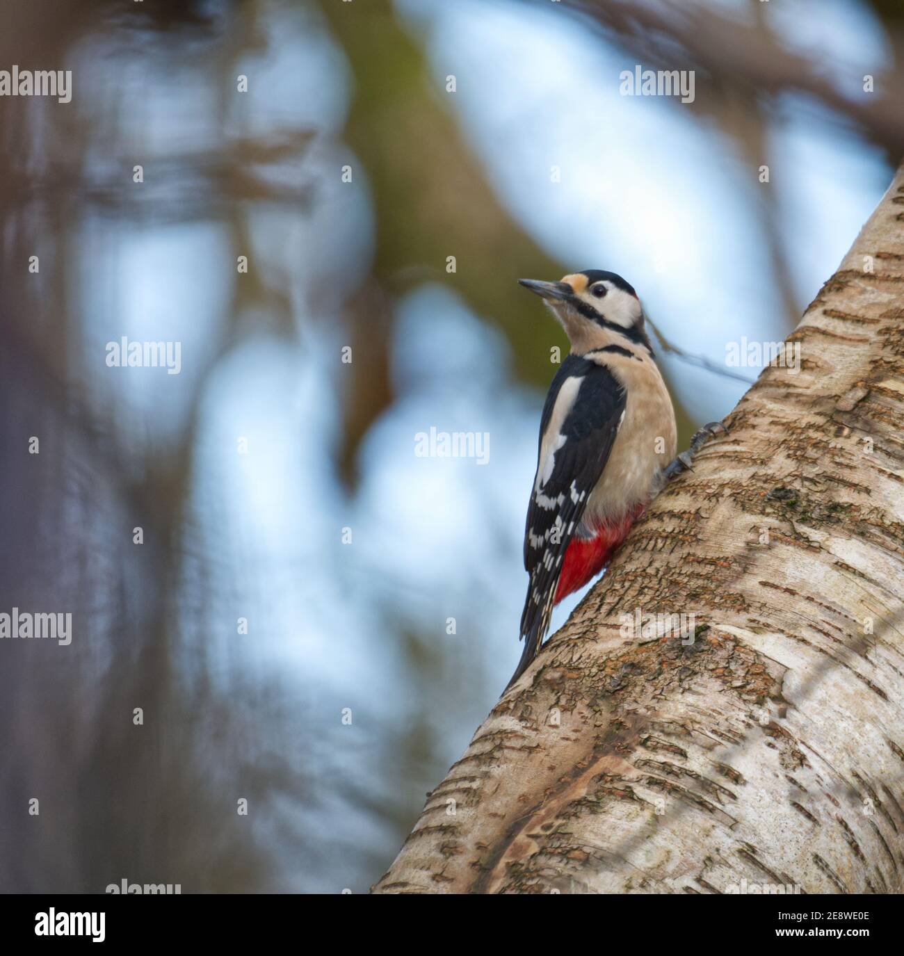 Great Spotted Woodpecker Stock Photo - Alamy