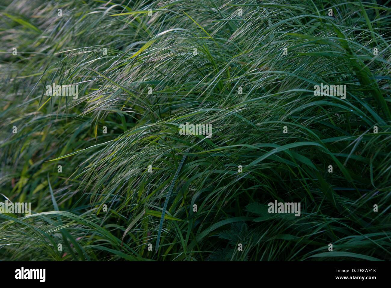 Windswept grass hi-res stock photography and images - Alamy