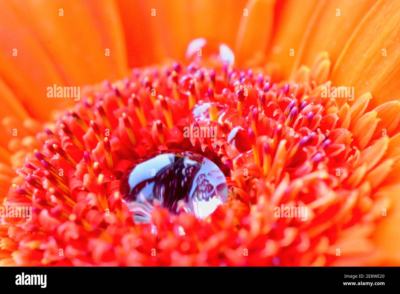 Burnt Orange High Resolution Stock Photography and Images - Alamy