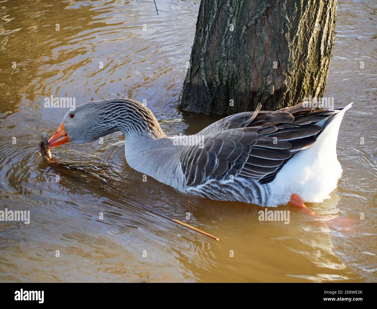 Back view of a goose hi-res stock photography and images - Alamy