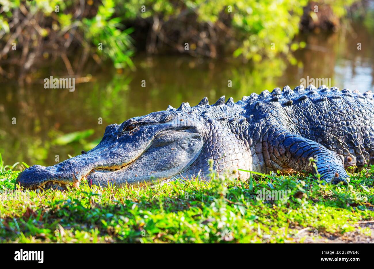 American Alligator Swimming in Everglades with colorful reflection in ...