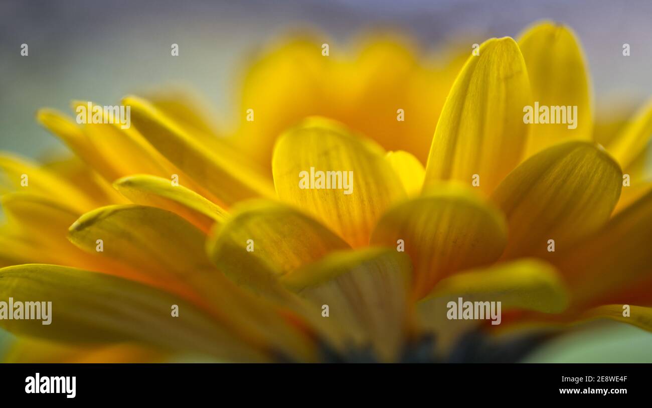 Underside daisy flower hi-res stock photography and images - Alamy