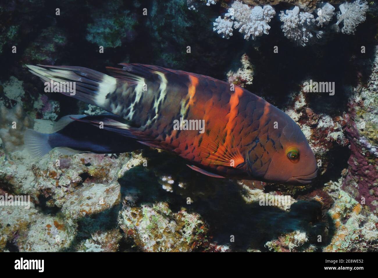 Rotbrust prachtlippfisch hi-res stock photography and images - Alamy