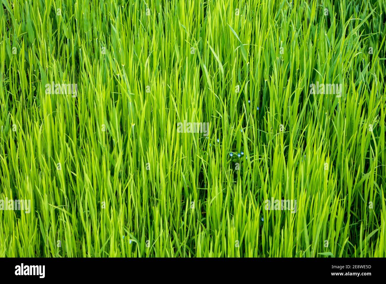 green Grass Texture Template background Stock Photo - Alamy