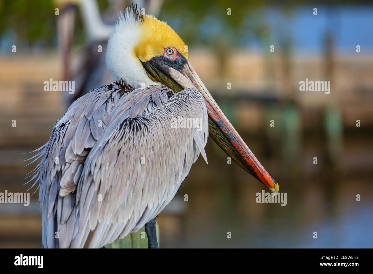 Big Pelican on the sea shore Stock Photo - Alamy