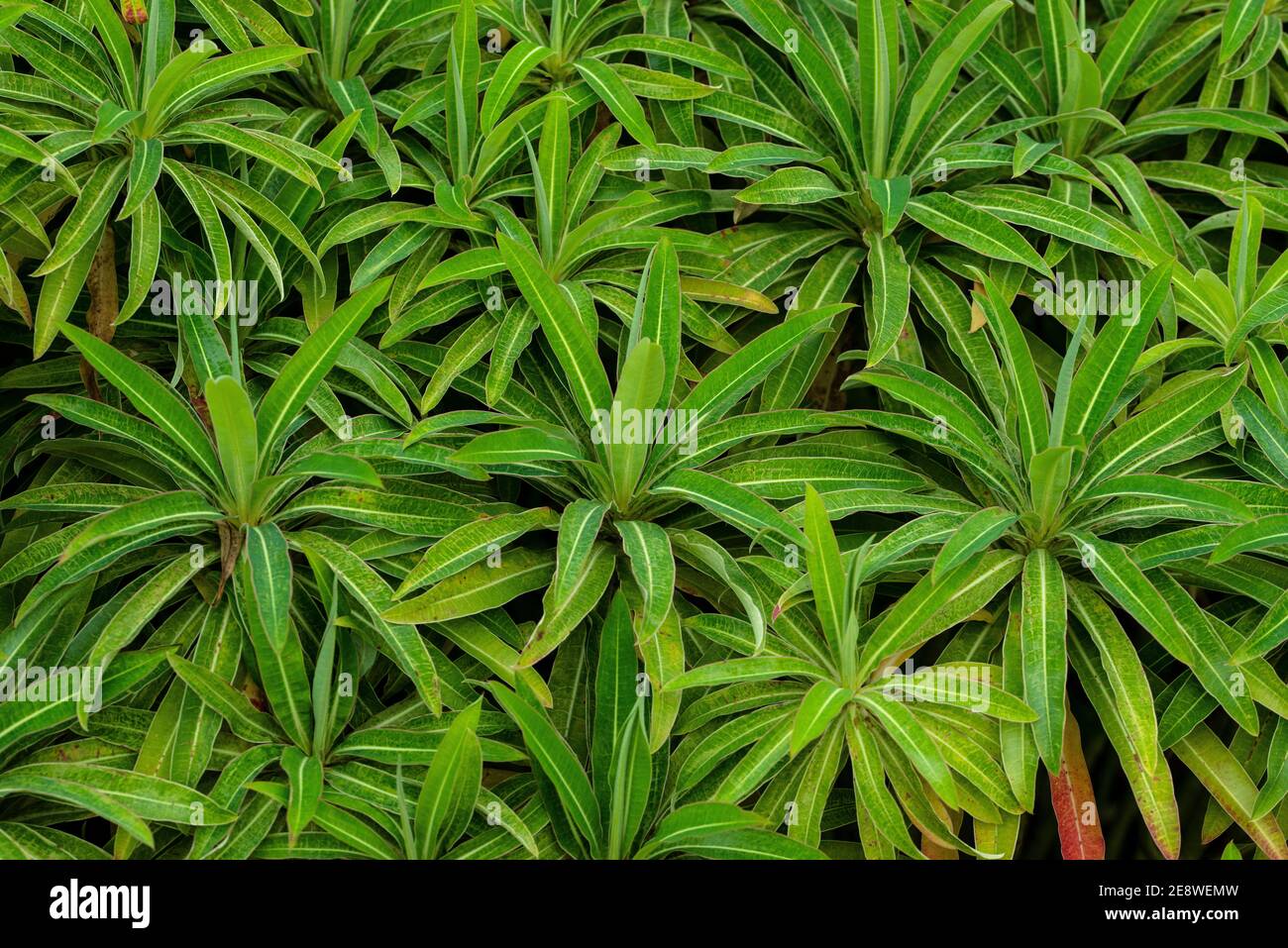 Mass of green Stock Photo - Alamy