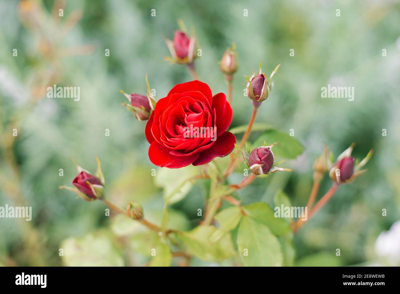 Spray roses hi-res stock photography and images - Alamy