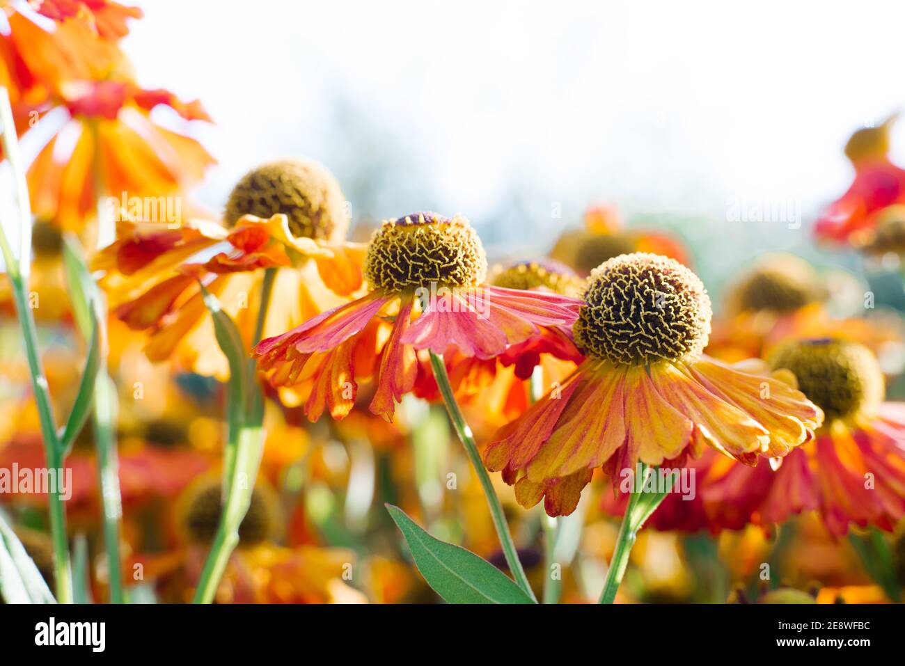 Helium plant hi-res stock photography and images - Alamy