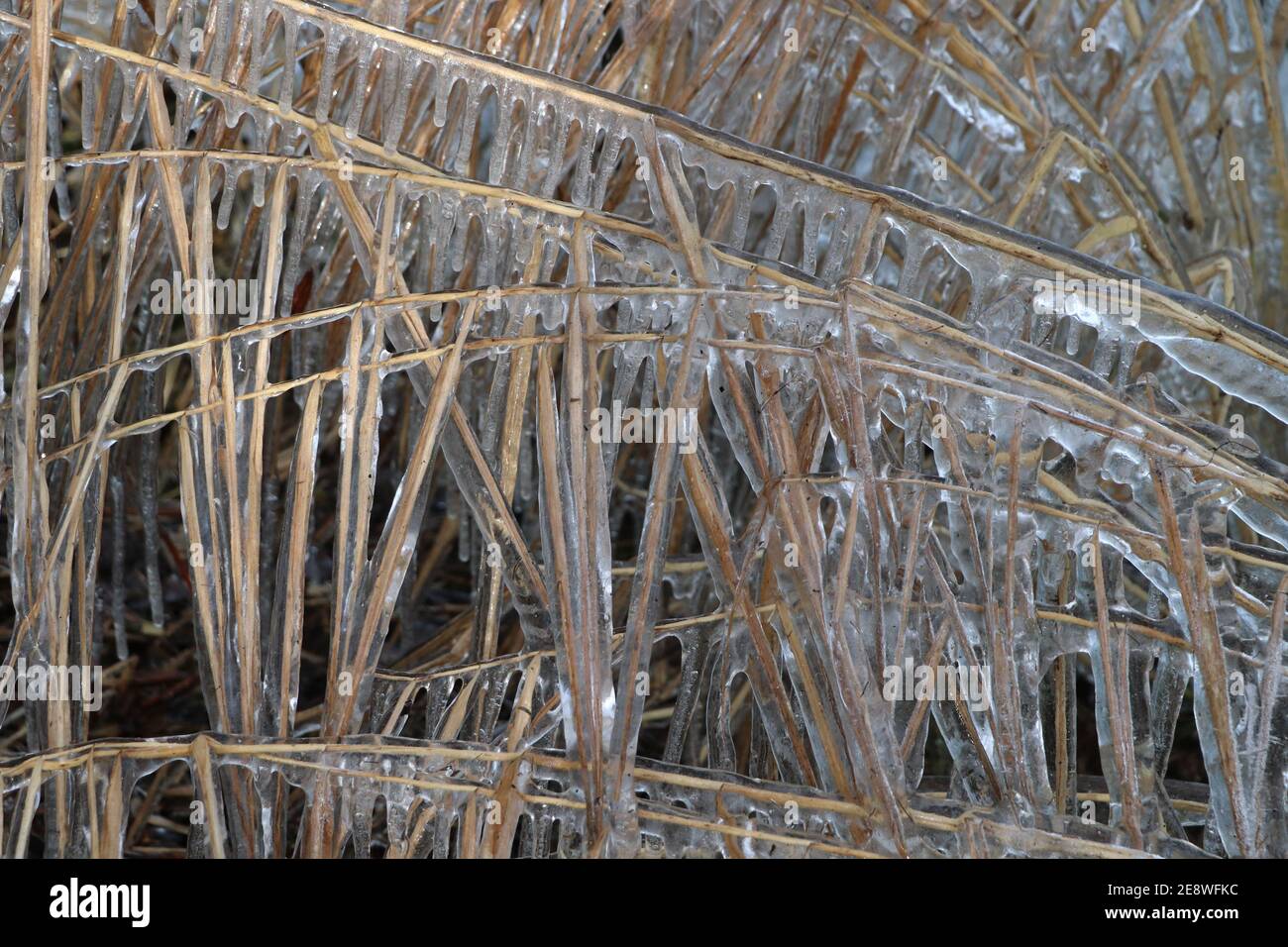 Reed frame hi-res stock photography and images - Alamy