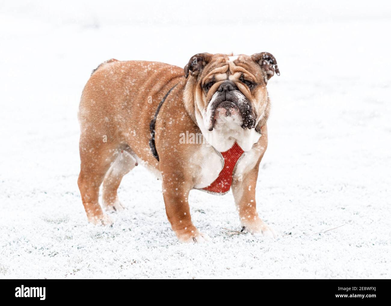 Bulldogs In Snow