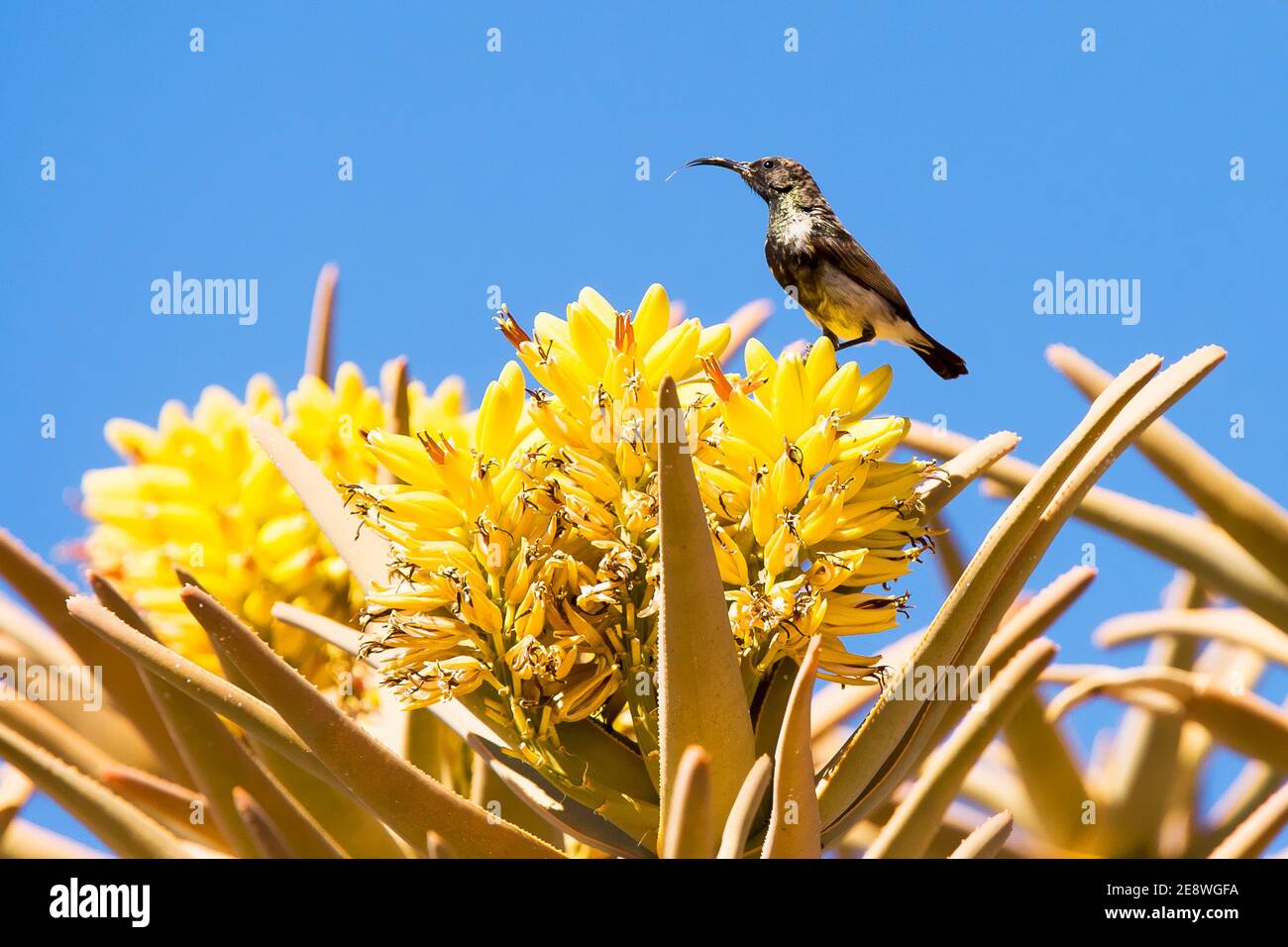 Sunbird pollination hi-res stock photography and images - Alamy
