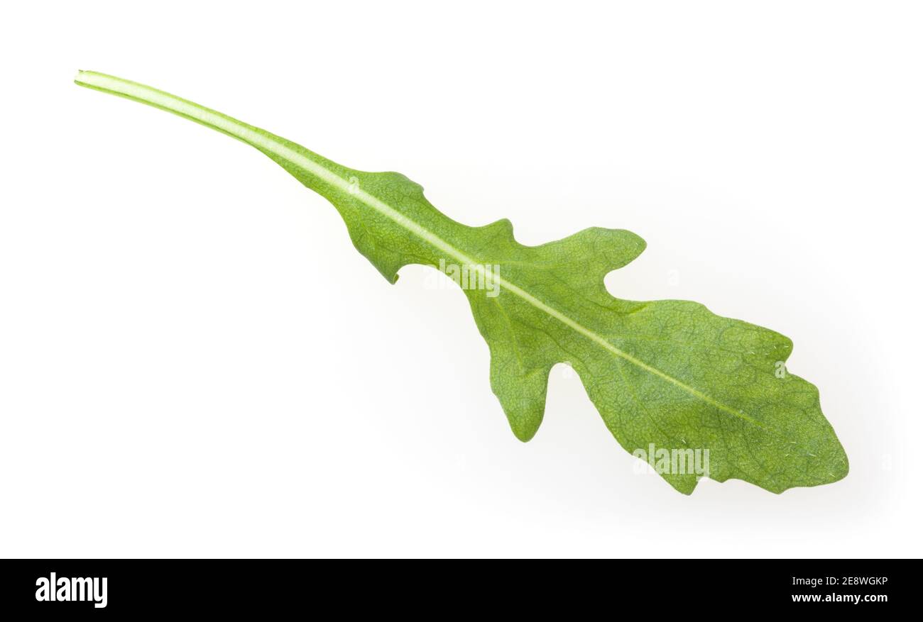 Fresh arugula leaf isolated on white background Stock Photo - Alamy