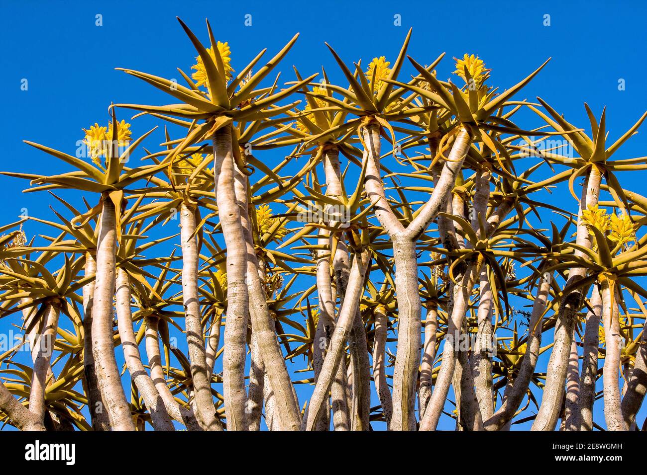 Flowering Quiver Tree, Kalahari Desert. Namibia Stock Photo - Alamy