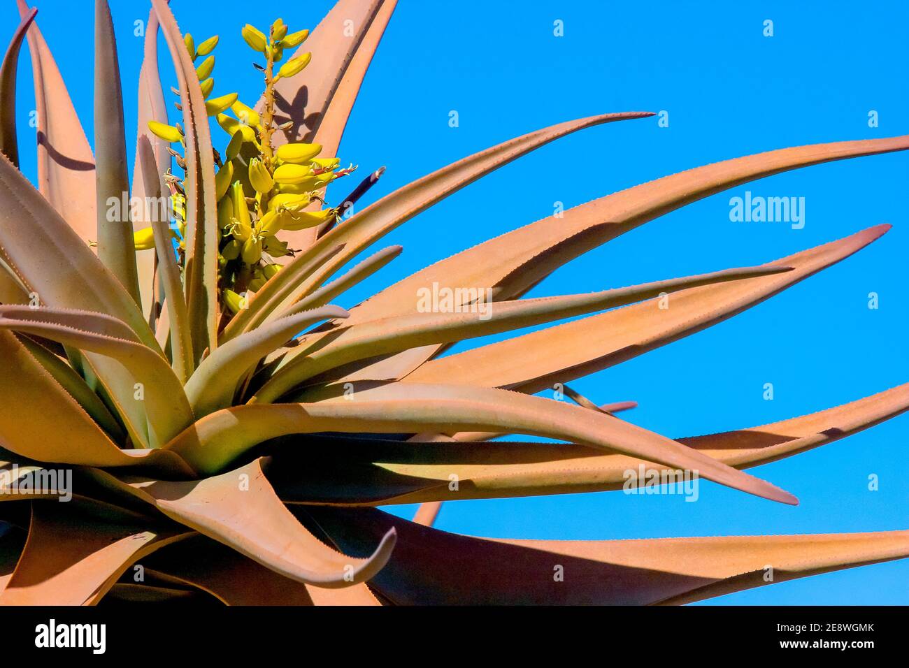 Flowering Quiver Tree in Quiver tree forest, Keetmanshoop, Namibia ...
