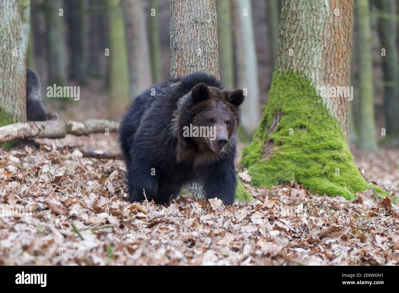 Braunbaer, Ursus arctos, brown bear Stock Photo - Alamy