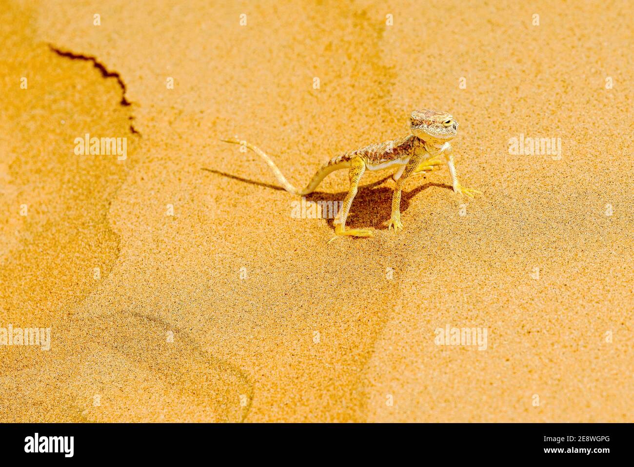 Curious lizard on sand dune in Wahiba Desert, Sultanate of Oman Stock ...
