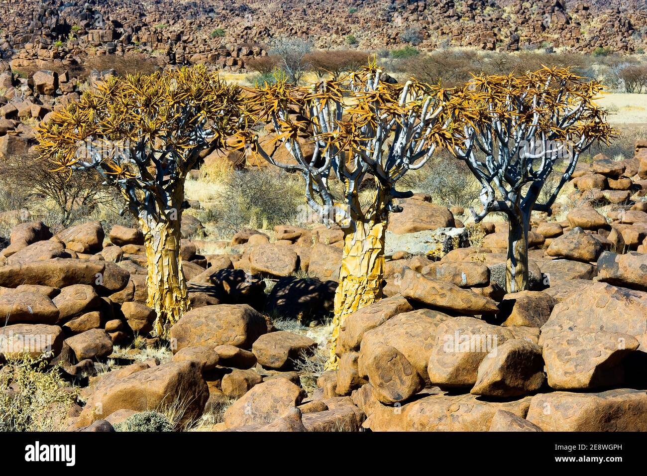 Flowering quiver trees hi-res stock photography and images - Alamy
