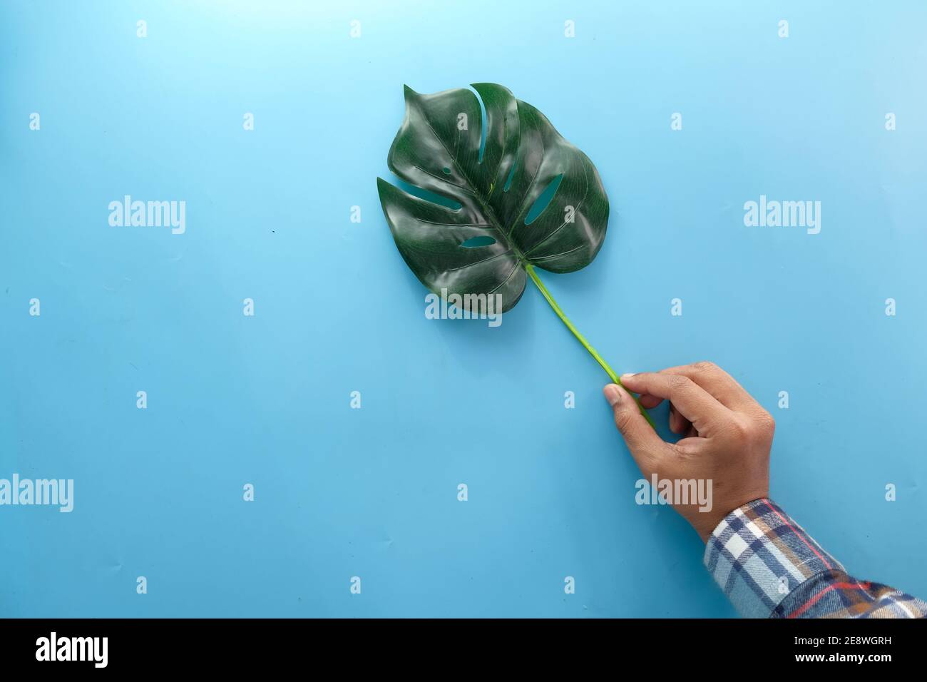 hand holding palm leaf on on blue background Stock Photo - Alamy