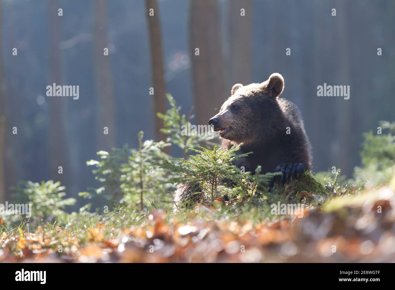 Braunbaer, Ursus arctos, brown bear Stock Photo - Alamy