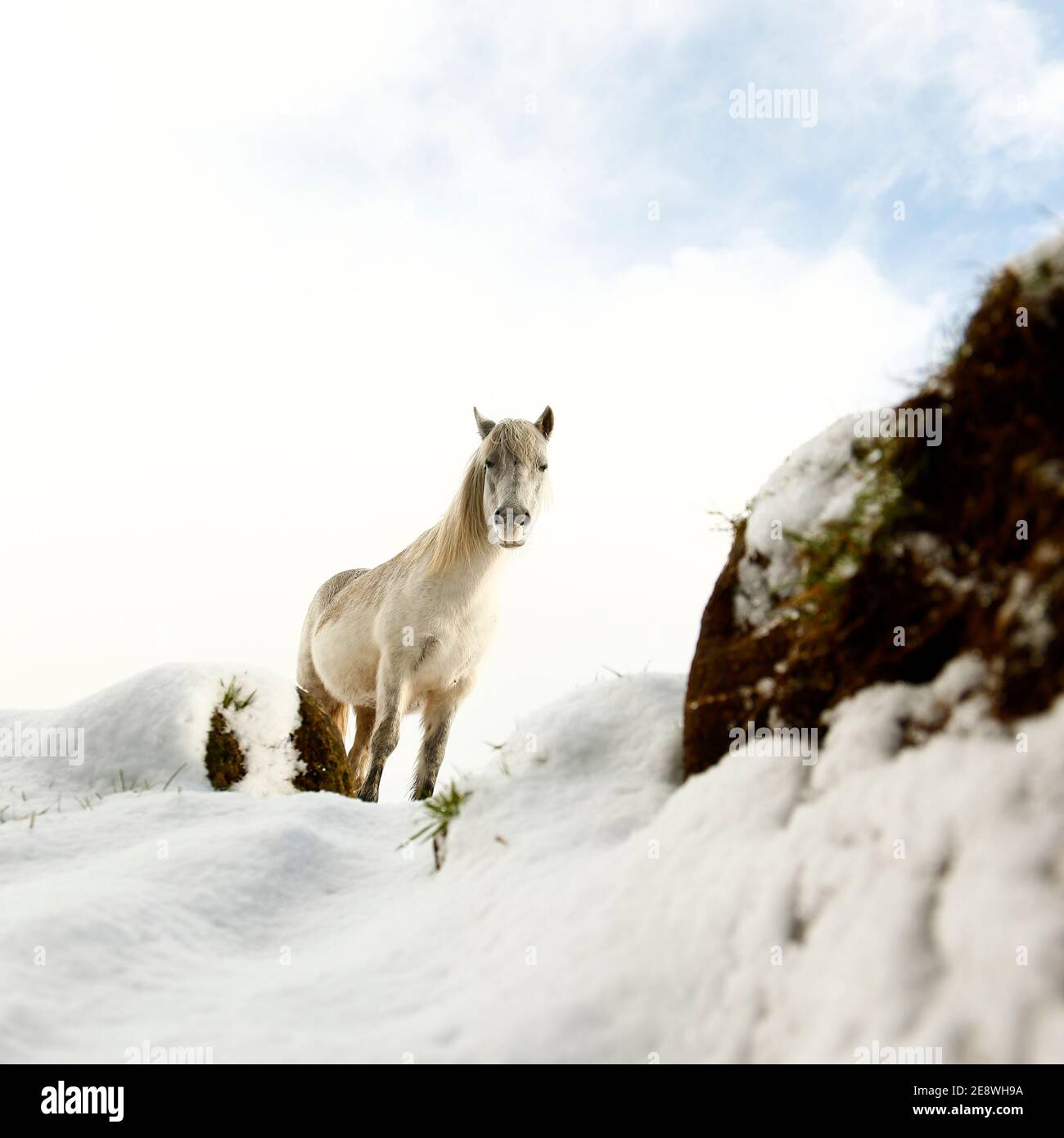 Ponies in a Winter wonderland in Dartmoor National Park Stock Photo - Alamy