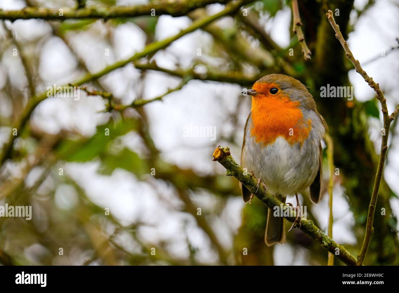 Red-breasted Robin on tree branch Stock Photo - Alamy
