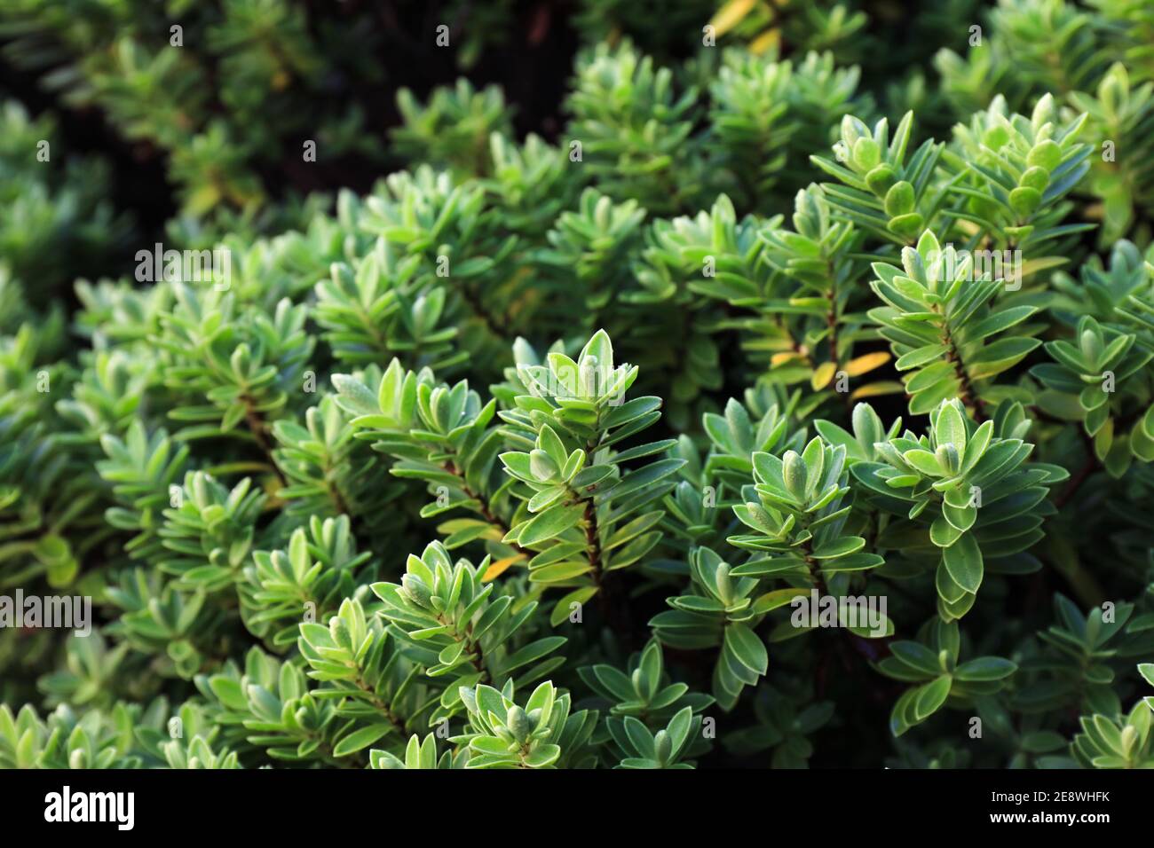 Evergreen plant hebe hi-res stock photography and images - Alamy