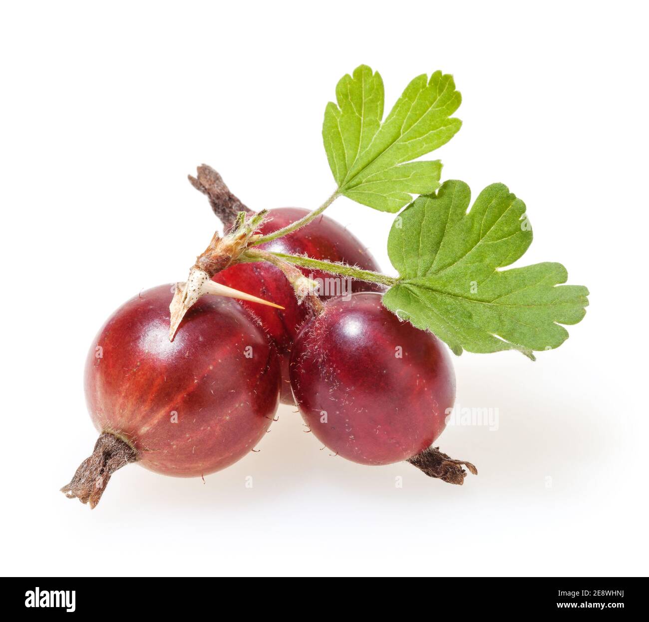 Red gooseberries isolated on white background Stock Photo - Alamy
