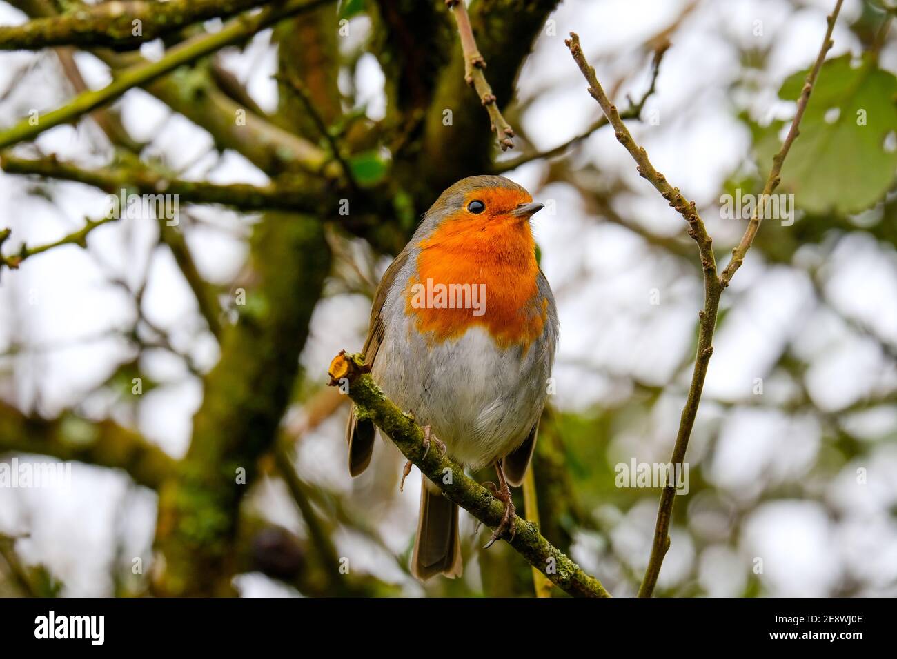 Red-breasted Robin on tree branch Stock Photo - Alamy