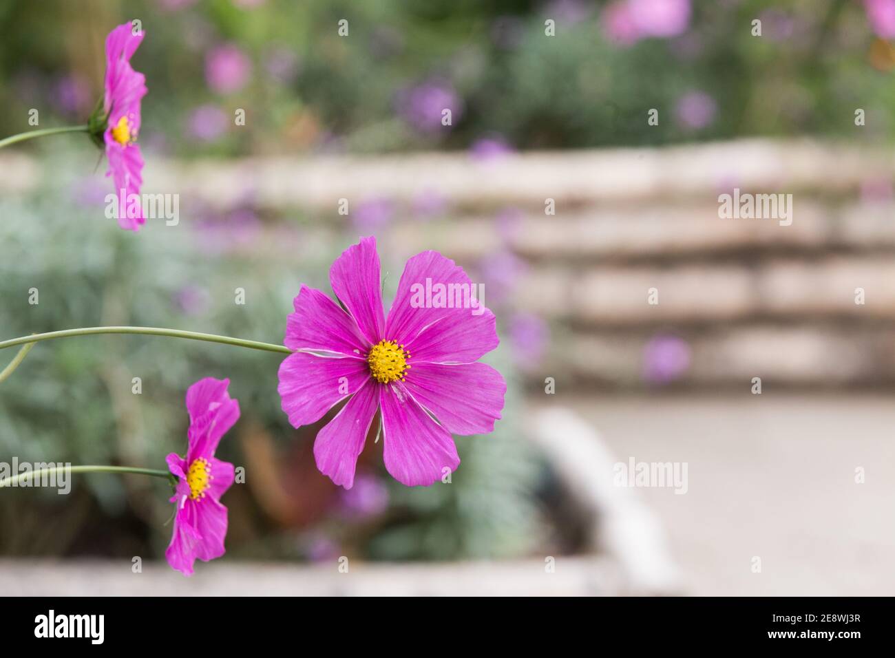 Gibbons family hi-res stock photography and images - Alamy