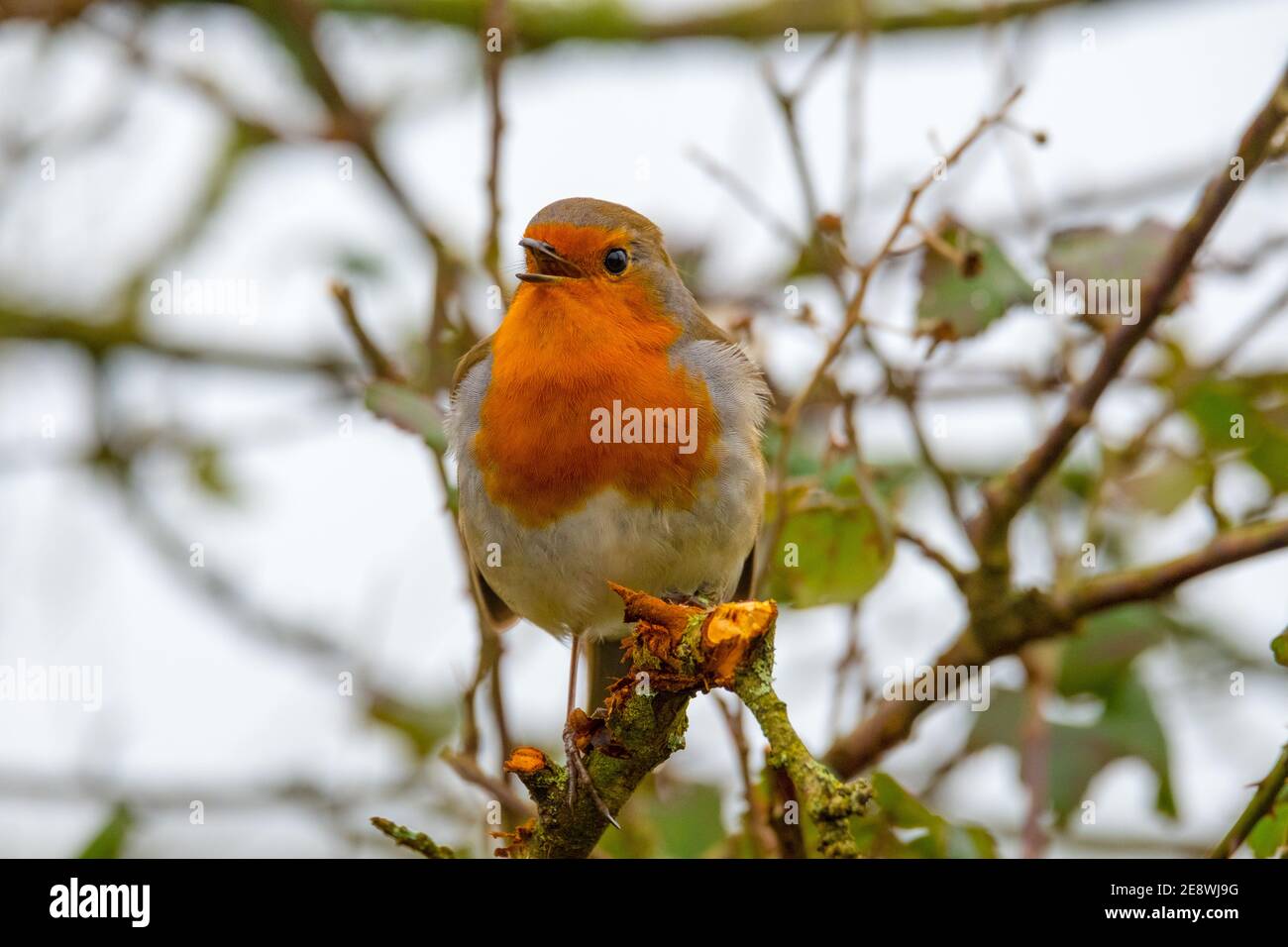 Red-breasted Robin on tree branch Stock Photo - Alamy