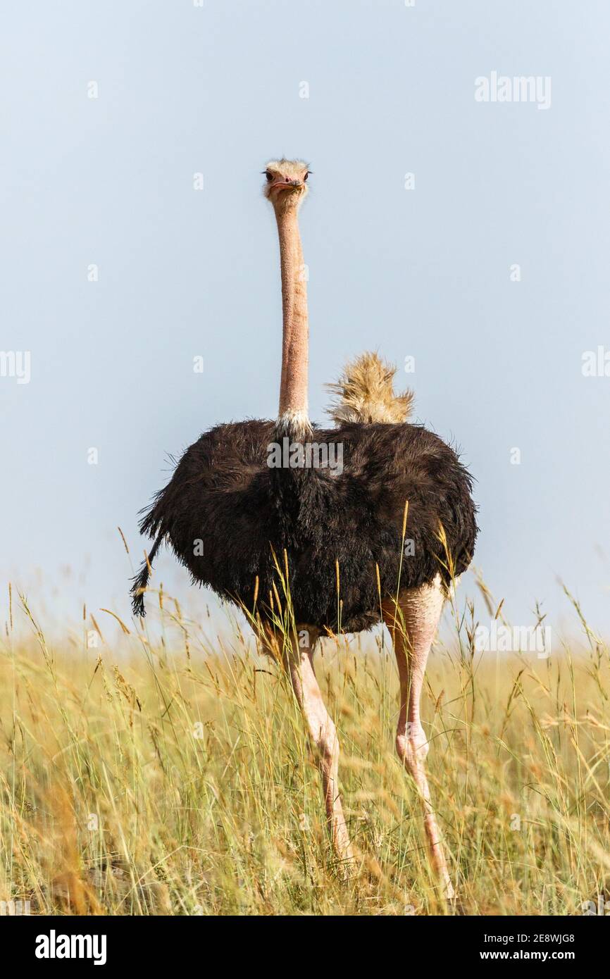 African ostrich on the savannah Stock Photo - Alamy