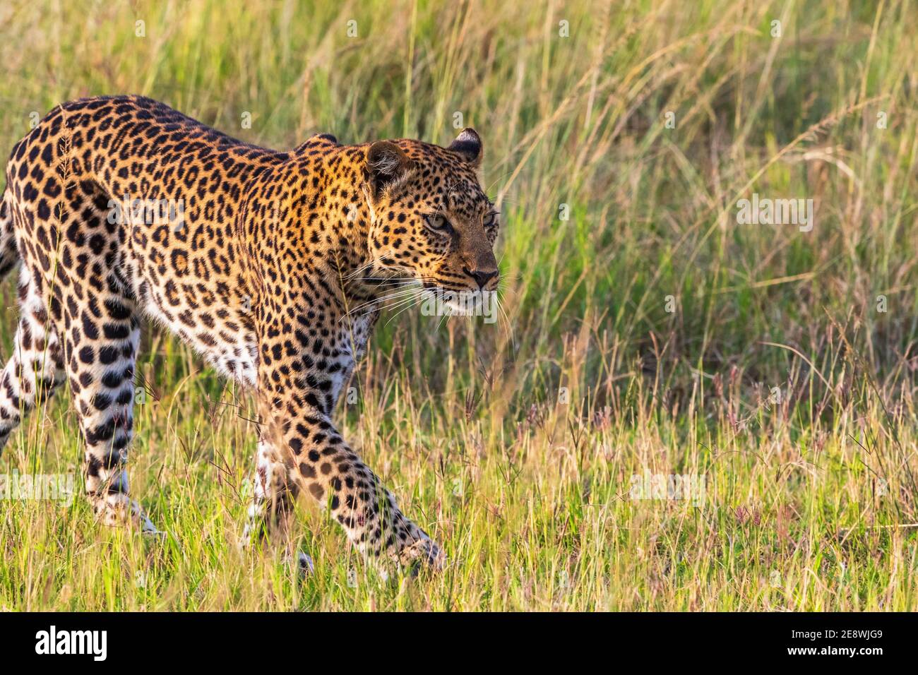 Walking Leopard at the savanna in Africa Stock Photo - Alamy