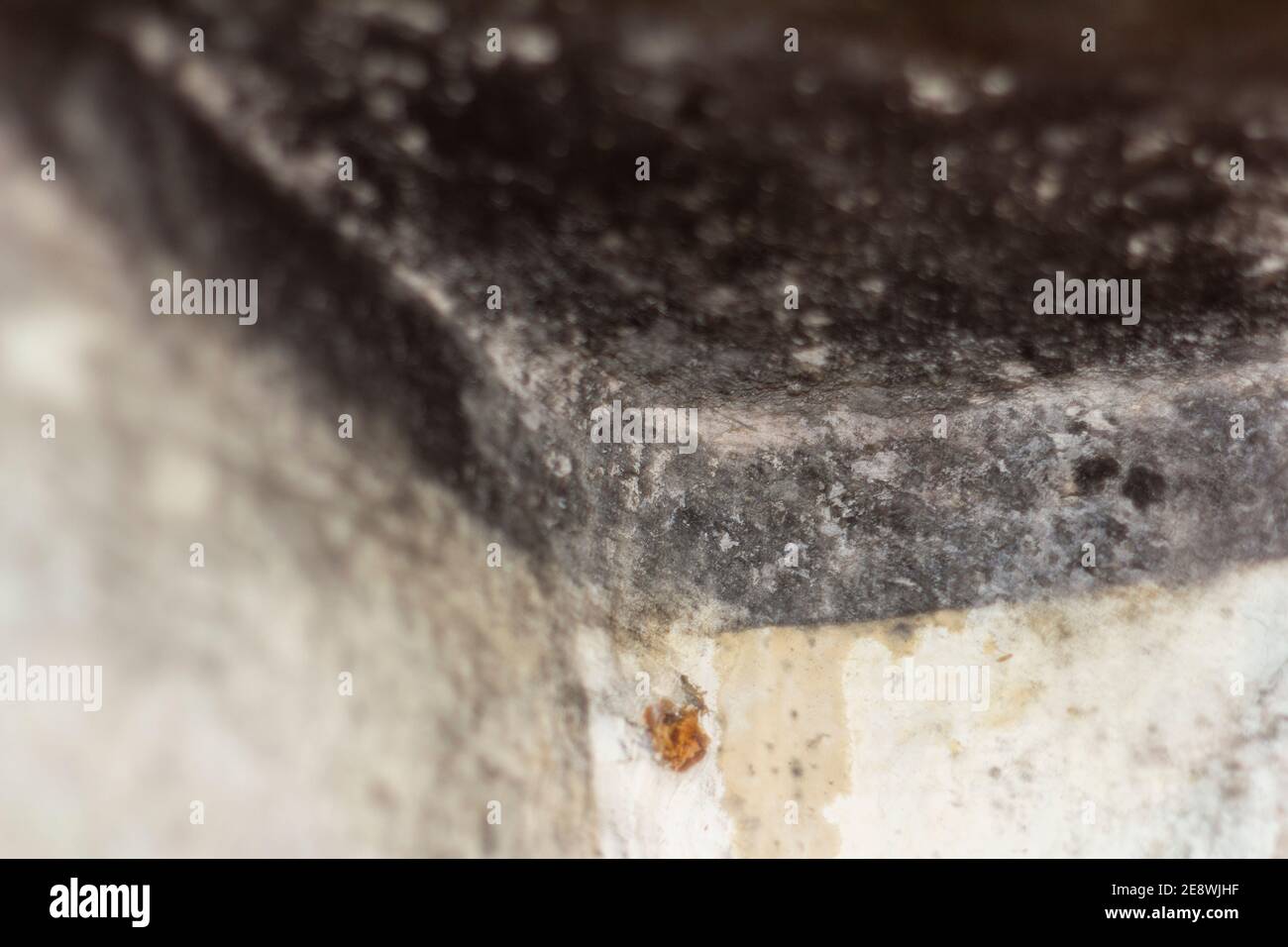 Black mold in the corner and on the ceiling of the room.Dangerous to ...