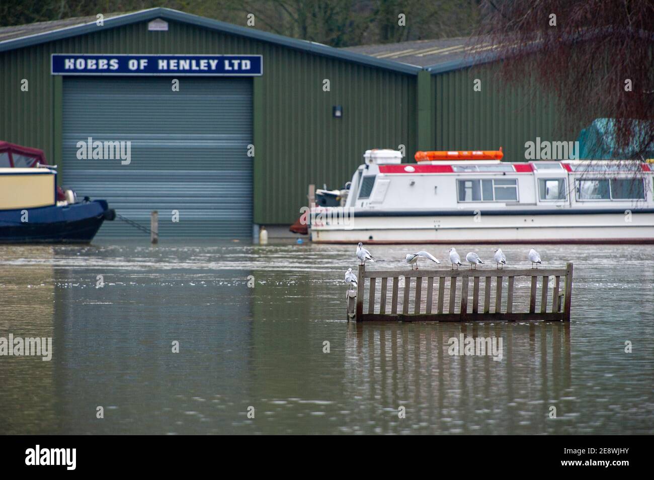Henley-on-Thames, Oxfordshire, UK. 1st February, 2021. Gulls line up on ...
