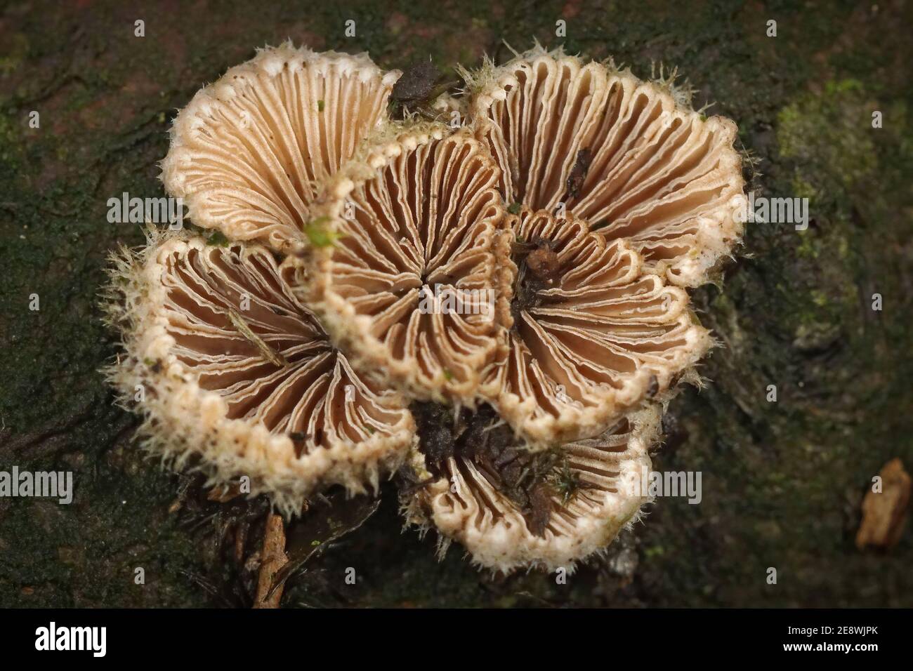 Top view of split gill fungi on an old tree trunk Stock Photo - Alamy