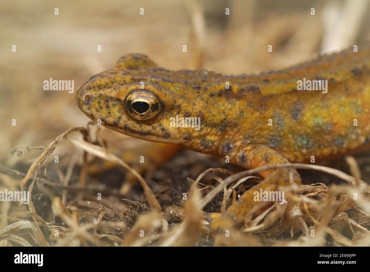 Lissotriton montandoni carpathian newt hi-res stock photography and ...
