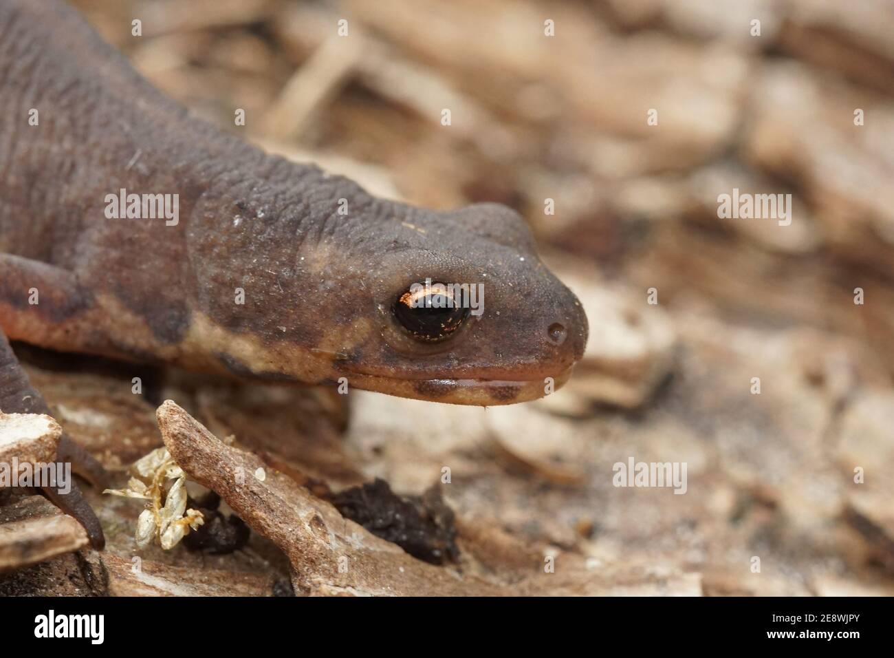Banded northern lights hi-res stock photography and images - Alamy