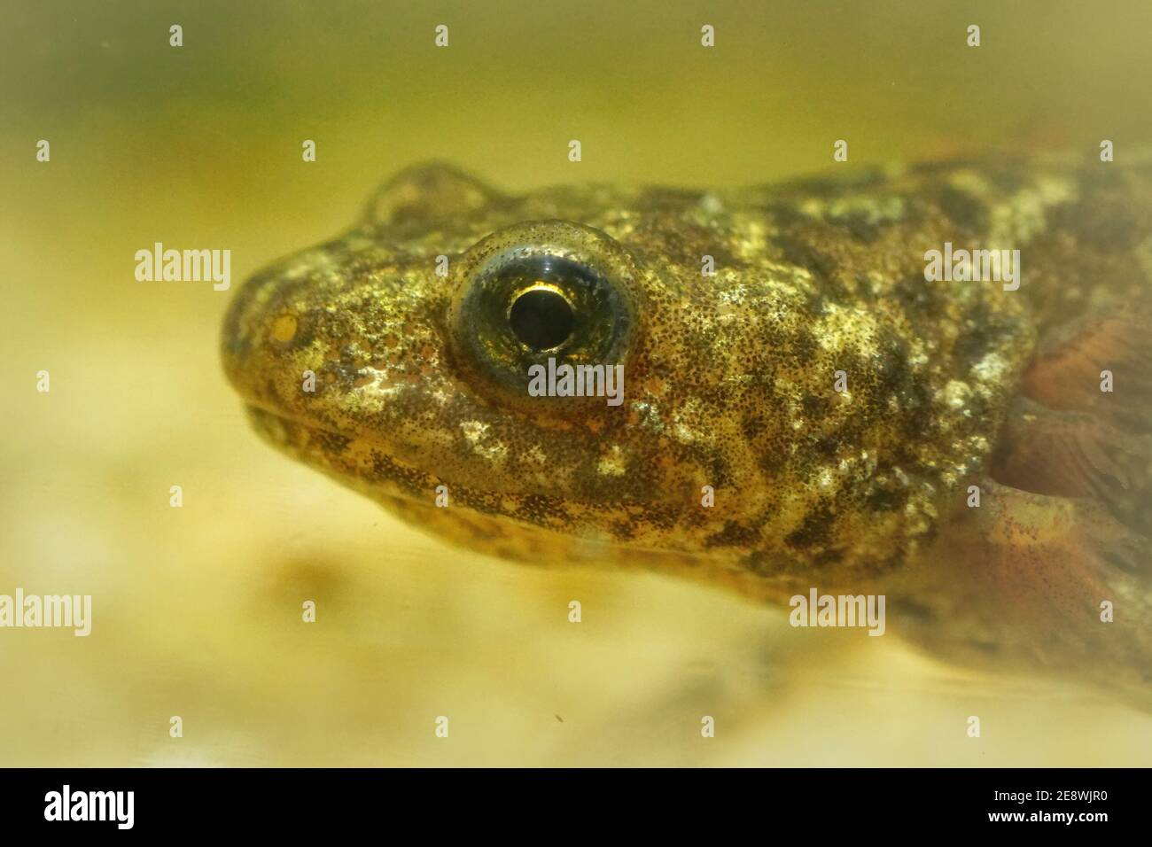 Macedonian crested newt hi-res stock photography and images - Alamy