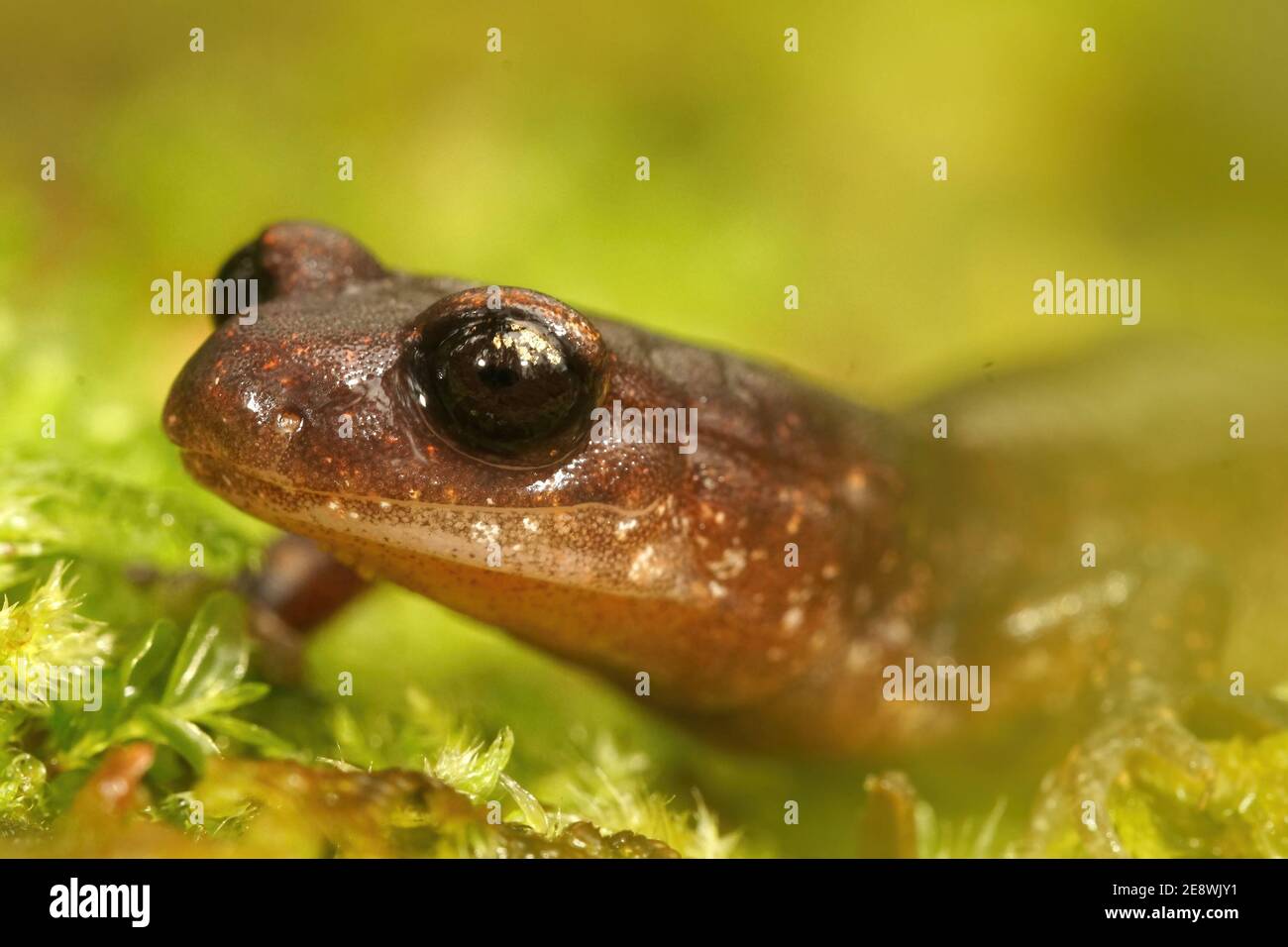 Salamander eyes hi-res stock photography and images - Alamy
