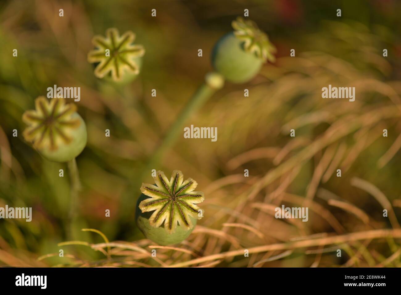 Growing opium poppies hi-res stock photography and images - Alamy
