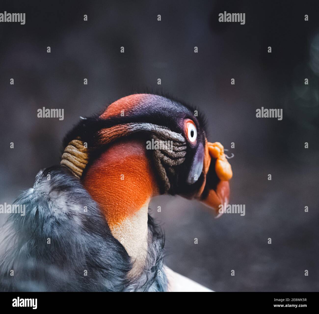 Vulture bird ugly bald hi-res stock photography and images - Alamy