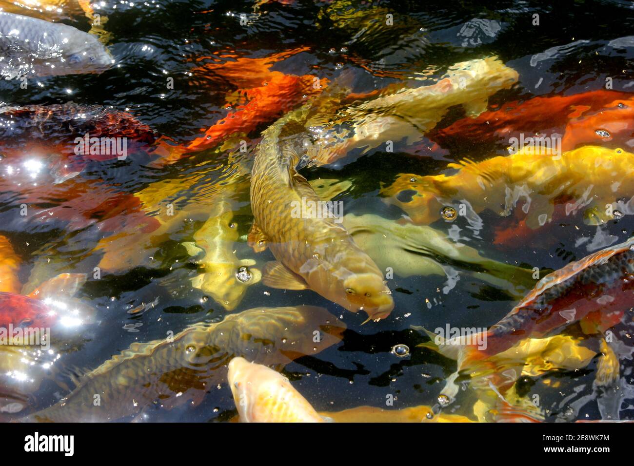 Fantastic colored Koi carp swimming at pond in the garden Stock Photo ...