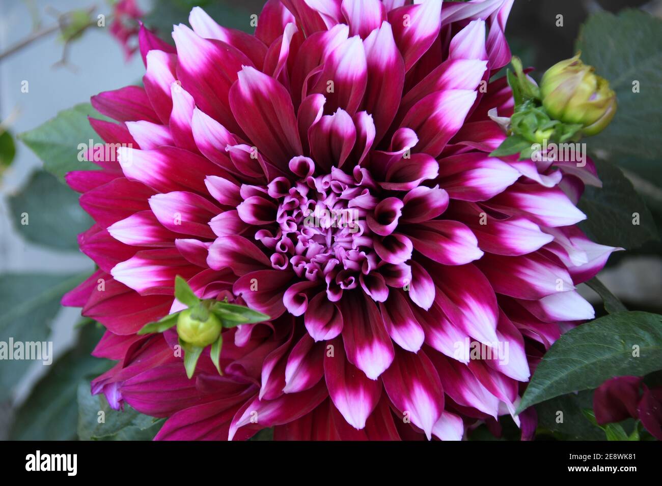 Dicotyledonous plants hi-res stock photography and images - Alamy