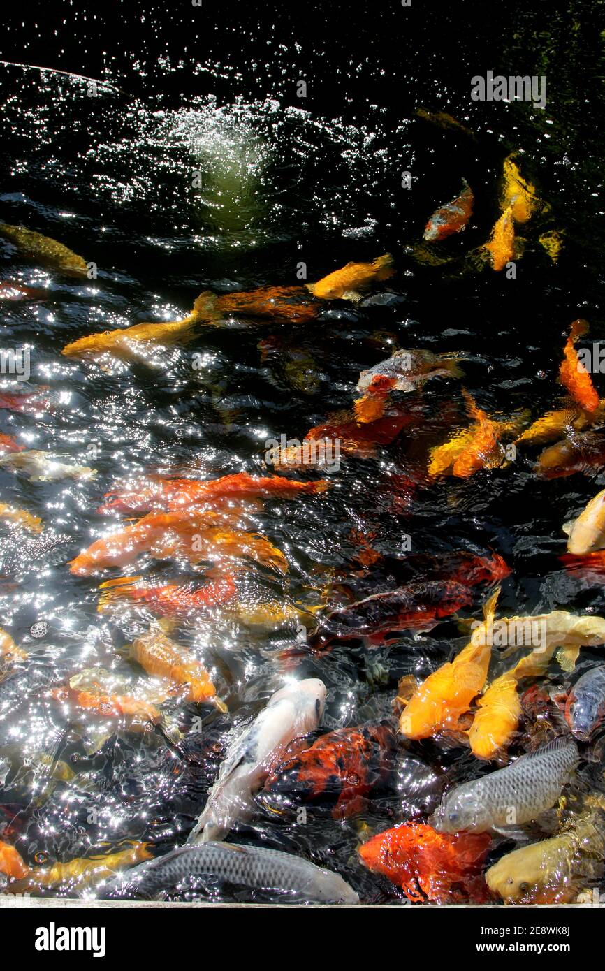Fantastic colored Koi carp swimming at pond in the garden Stock Photo ...