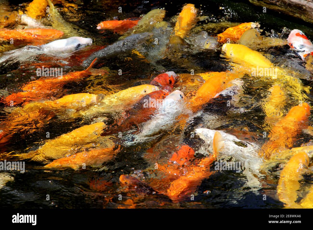 Fantastic colored Koi carp swimming at pond in the garden Stock Photo ...
